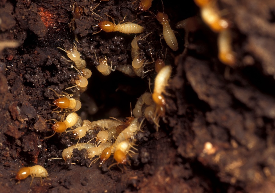 Subterranean Termites in Oklahoma - Silent Invaders